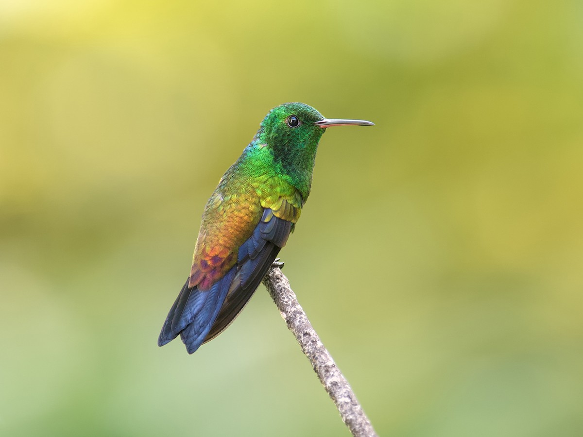 Copper-rumped Hummingbird - Saucerottia tobaci - Birds of the World