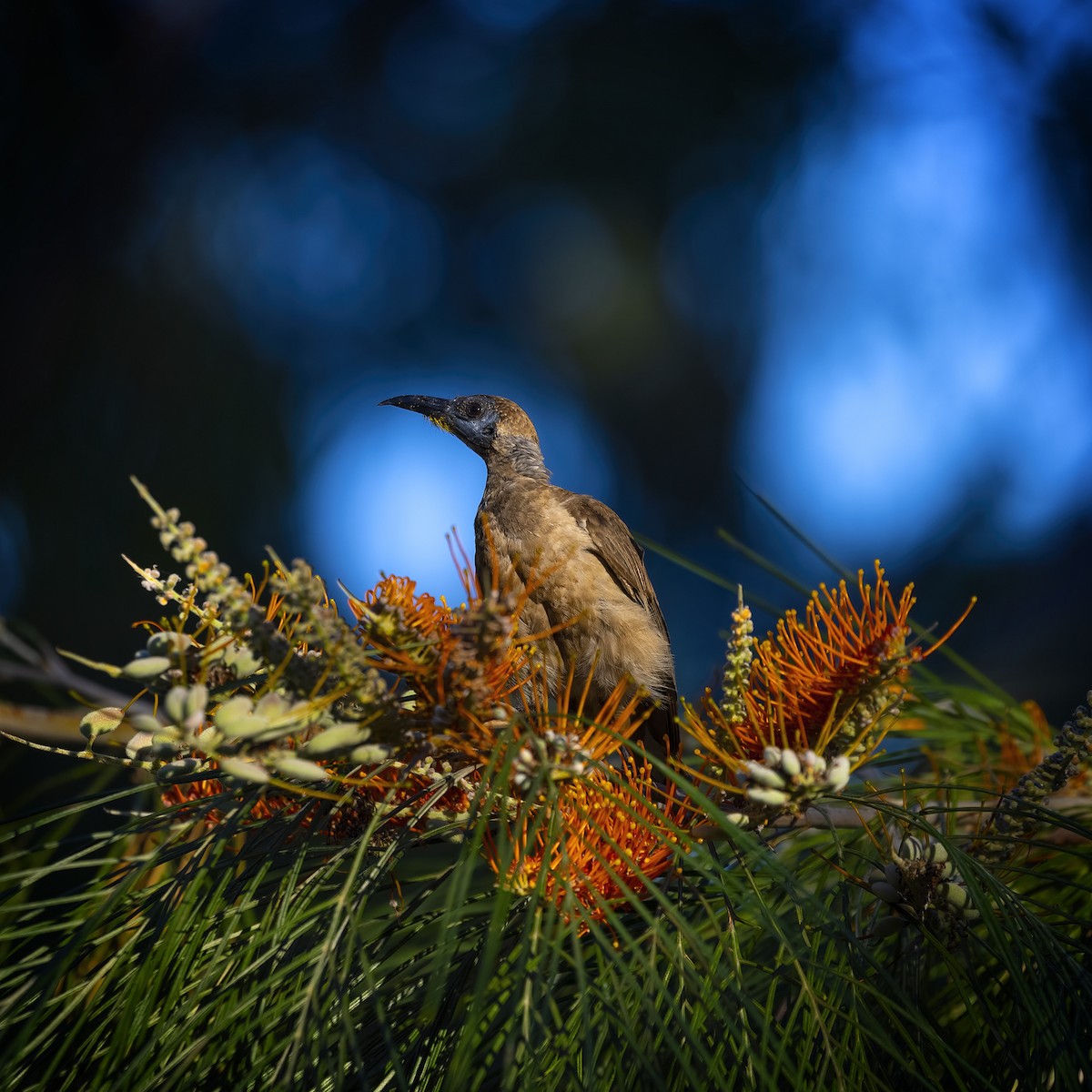 eBird Australia Checklist - 8 Aug 2021 - Alyangula - 25 species