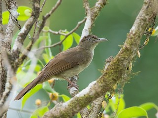 Buff-vented Bulbul - Iole crypta - Birds of the World