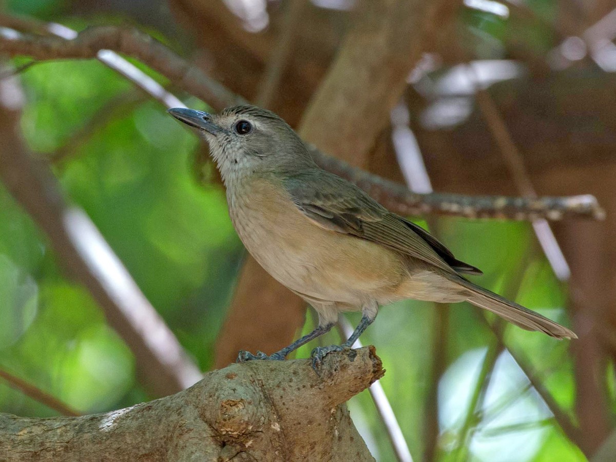 Arafura Shrikethrush - Colluricincla megarhyncha - Birds of the World