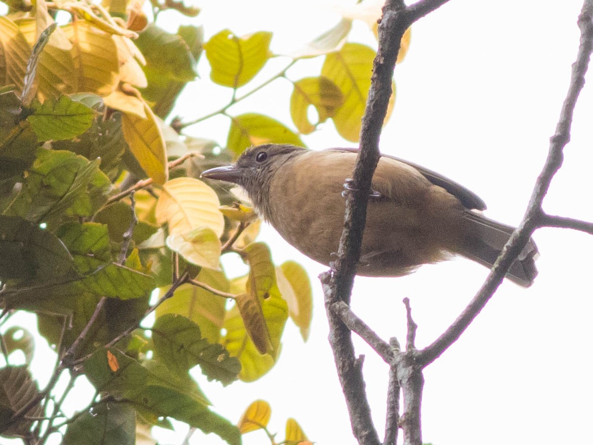 Sepik-Ramu Shrikethrush - Colluricincla tappenbecki - Birds of the World