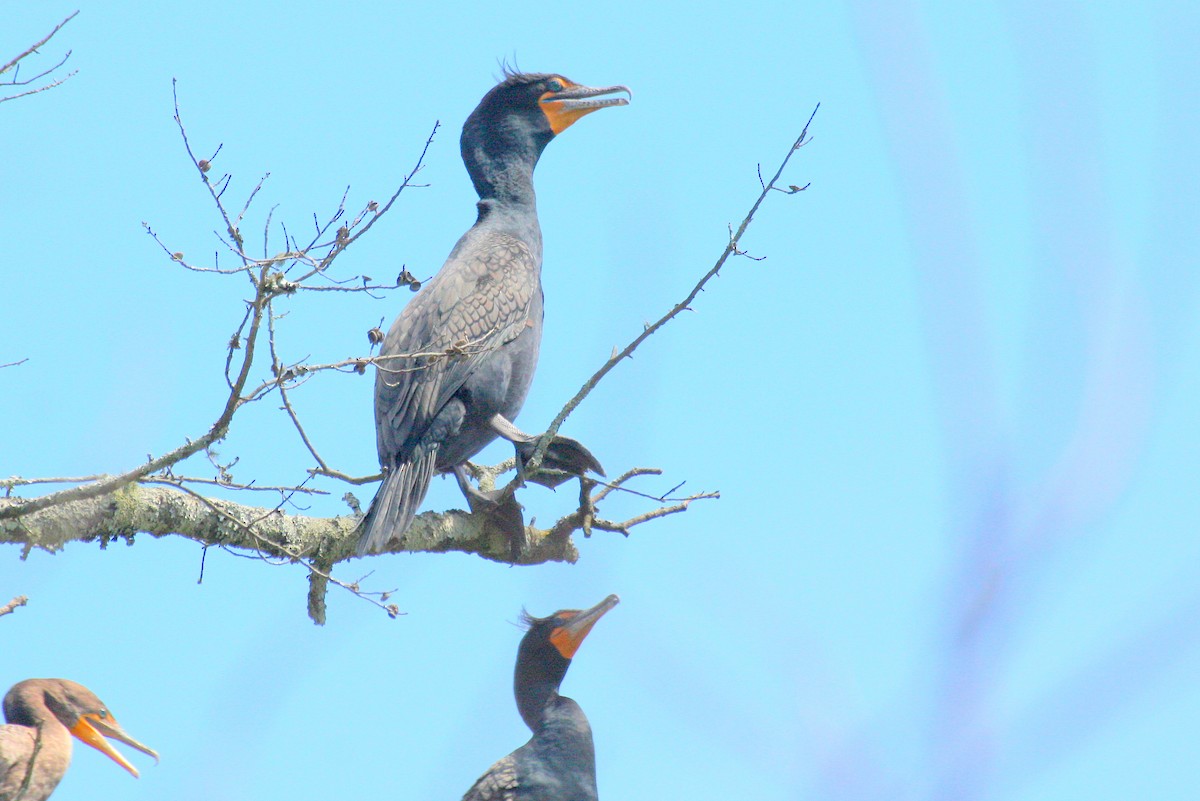 eBird Checklist - 4 Apr 2009 - Cochran Shoals Unit - 6 species
