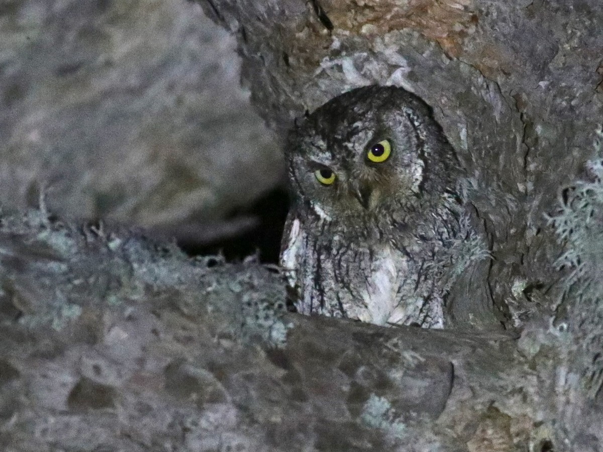 Cyprus Scops-Owl - Otus cyprius - Birds of the World