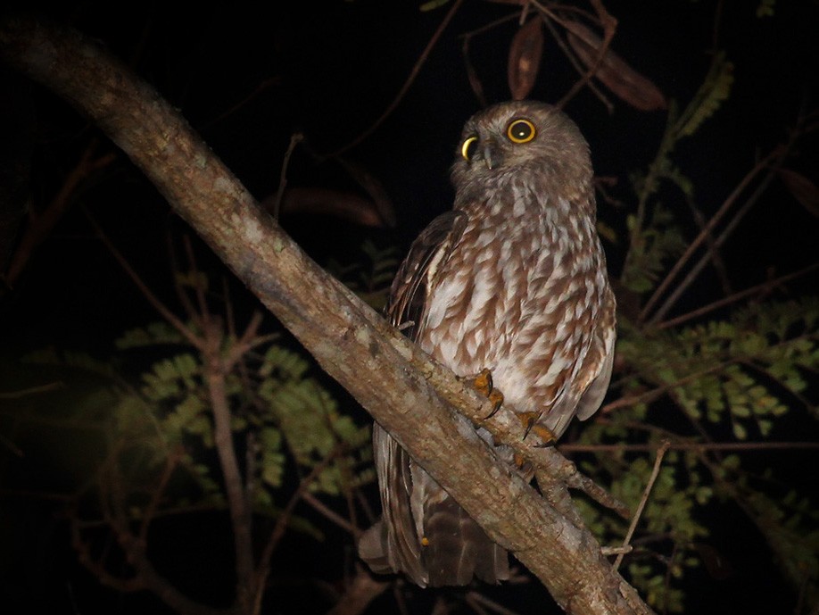 Timor Boobook - Ninox fusca - Birds of the World