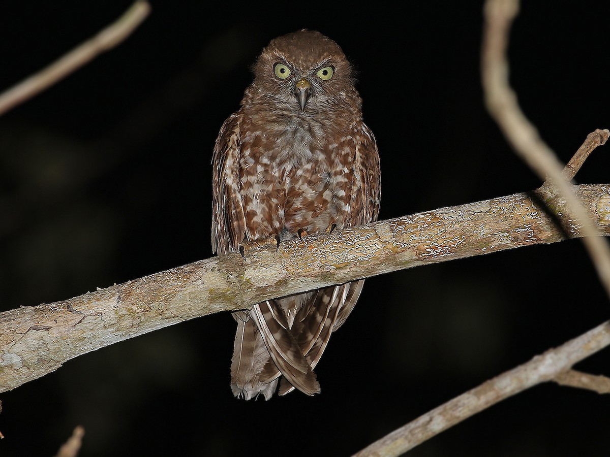 Alor Boobook - Ninox plesseni - Birds of the World