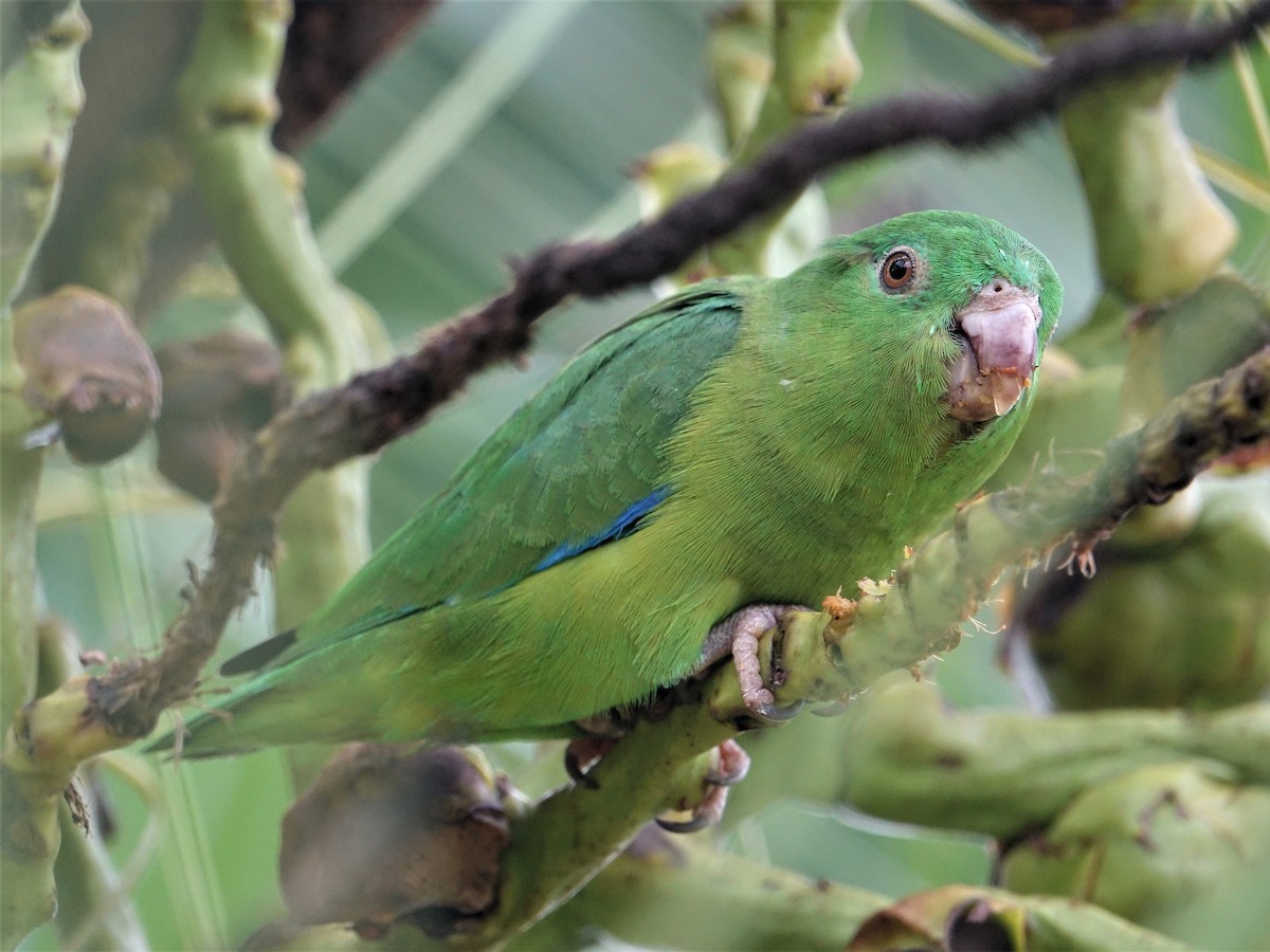 Riparian Parrotlet - Forpus crassirostris - Birds of the World