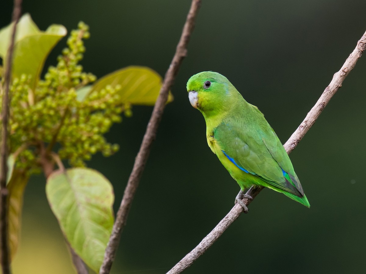 Cobalt Blue Parrotlet