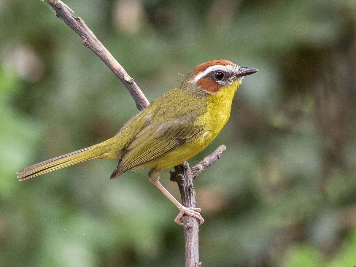Chestnut-capped Warbler - Basileuterus delattrii - Birds of the World