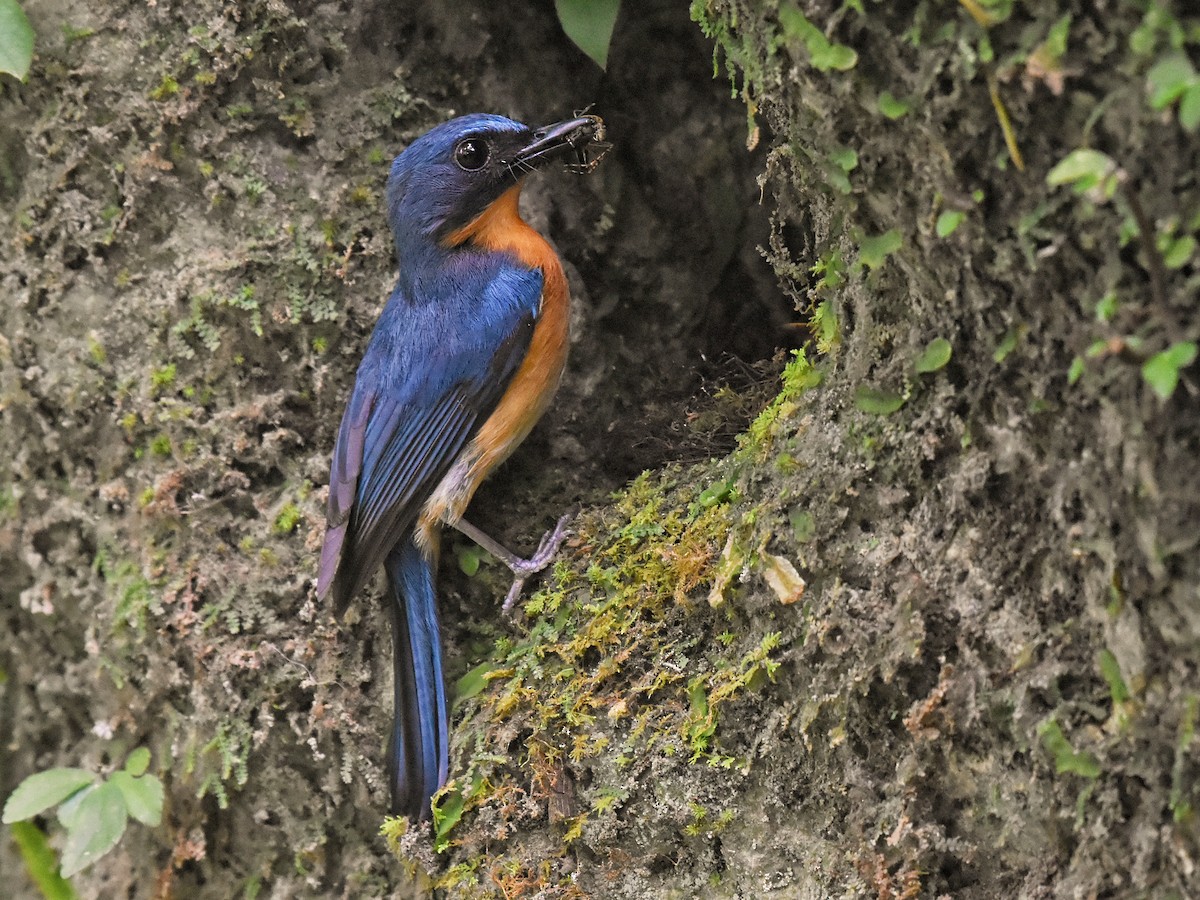 Javan Blue Flycatcher - Cyornis banyumas - Birds of the World
