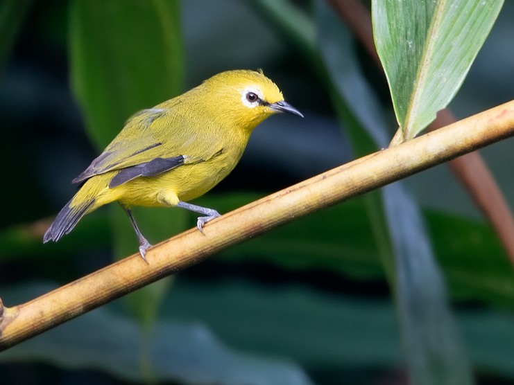 Forest White-eye - Zosterops stenocricotus - Birds of the World