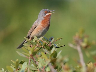 Eastern Subalpine Warbler - Curruca cantillans - Birds of the World