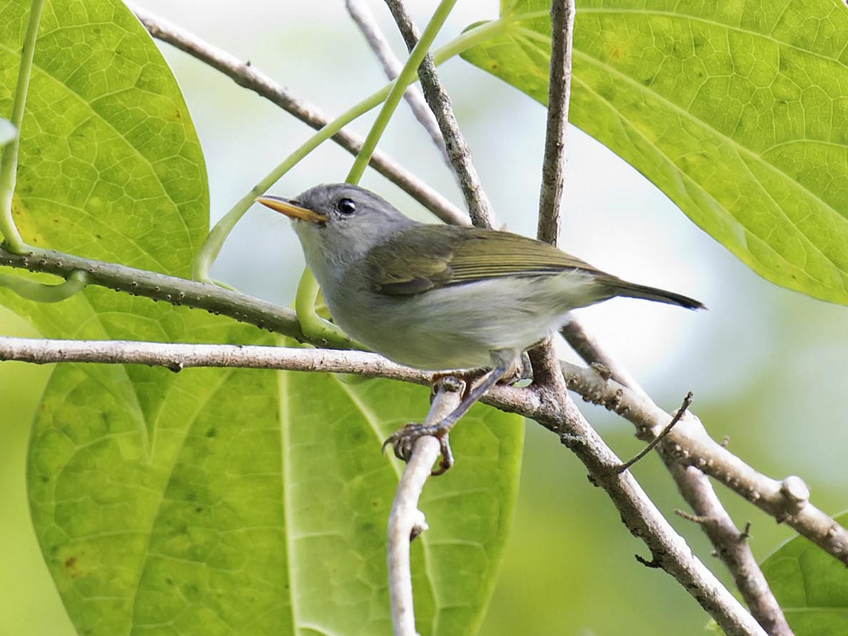 Numfor Leaf Warbler - Phylloscopus maforensis - Birds of the World