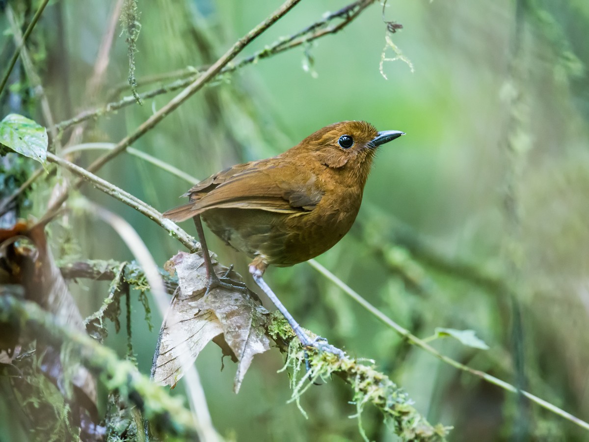 Oxapampa Antpitta - Grallaria centralis - Birds of the World