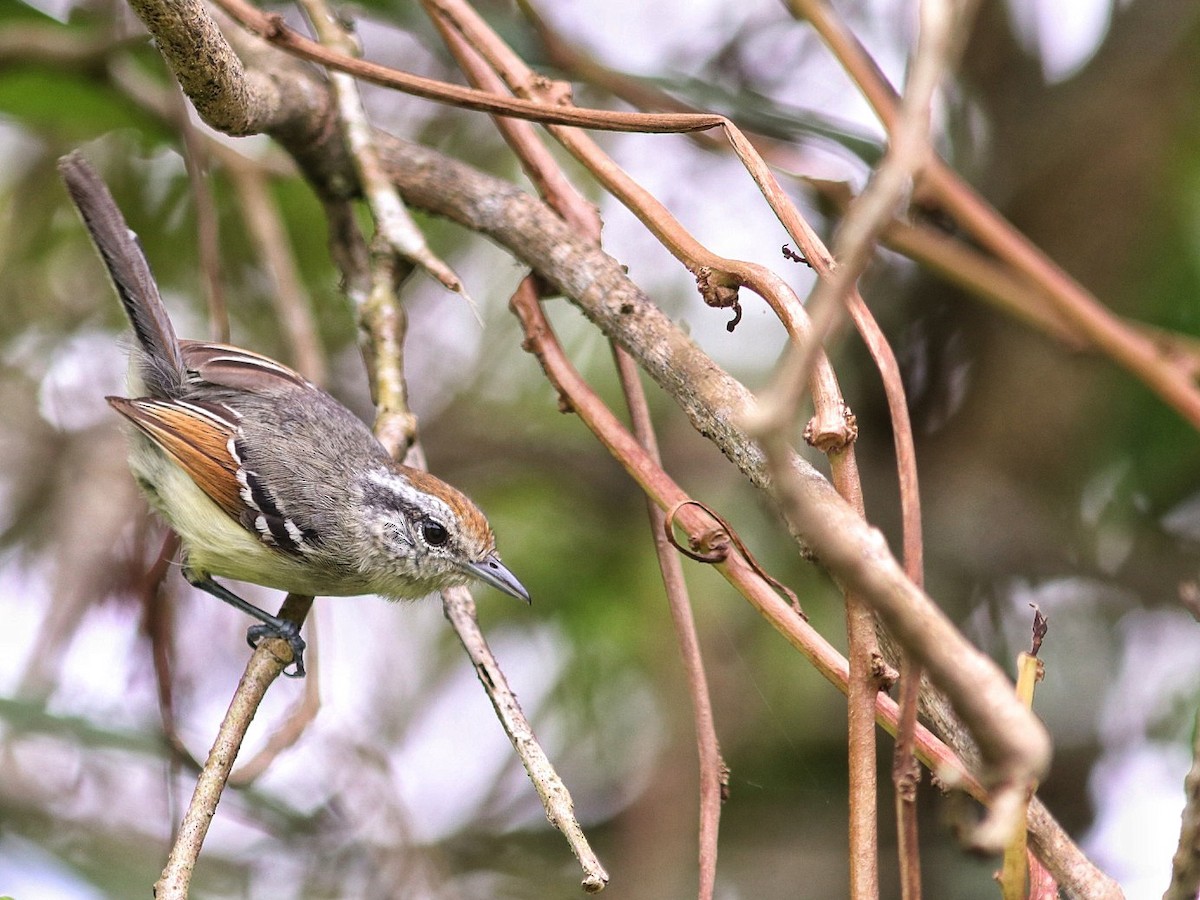 Rufous-margined Antwren - Herpsilochmus rufimarginatus - Birds of the World