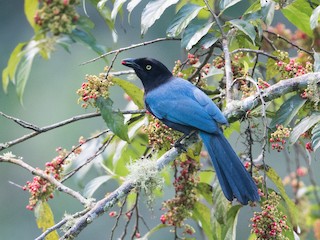 Bushy-crested Jay - Cyanocorax melanocyaneus - Birds of the World