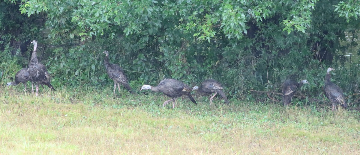 eBird Checklist - 17 Aug 2021 - Brainerd Levee - 33 species