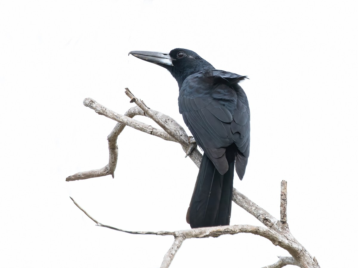 Black Butcherbird - Melloria quoyi - Birds of the World