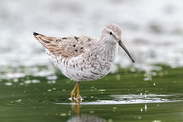 Stilt Sandpiper Winter