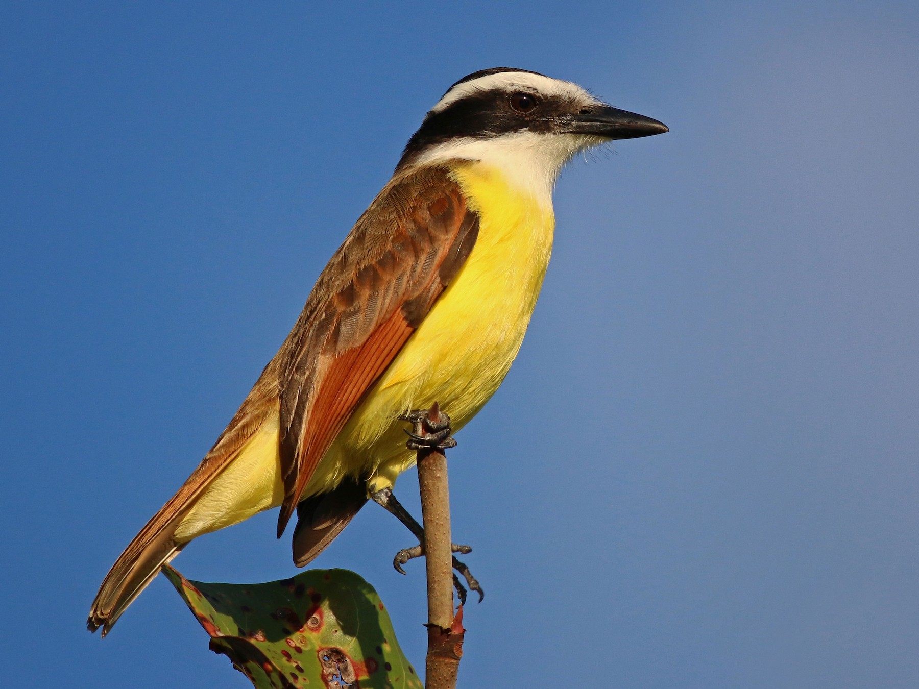 Great Kiskadee - eBird
