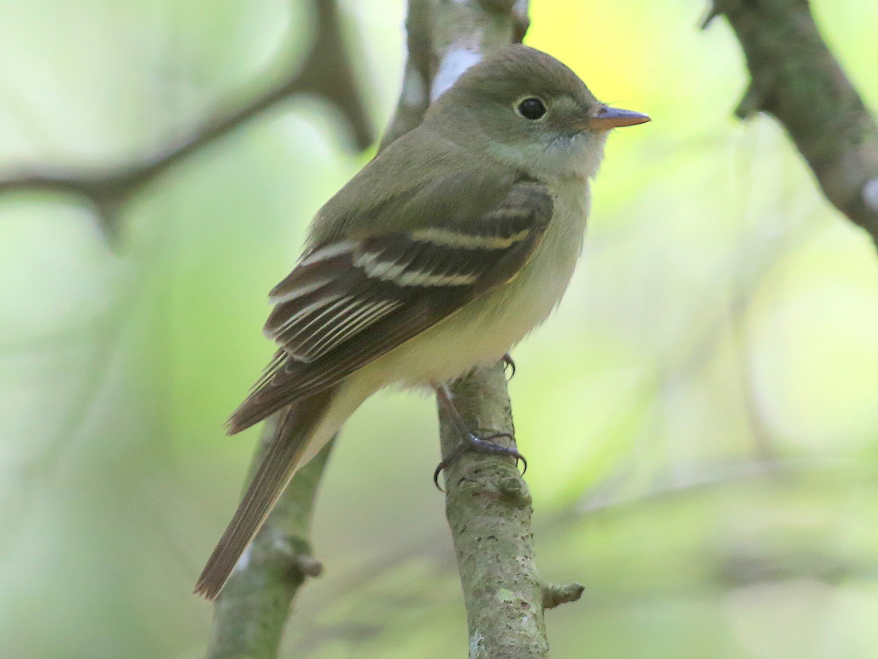 Acadian Flycatcher - eBird