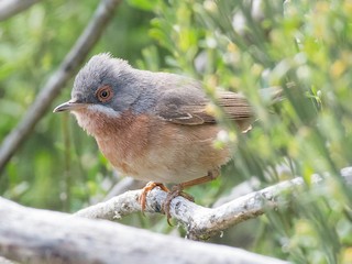 Western Subalpine Warbler - eBird