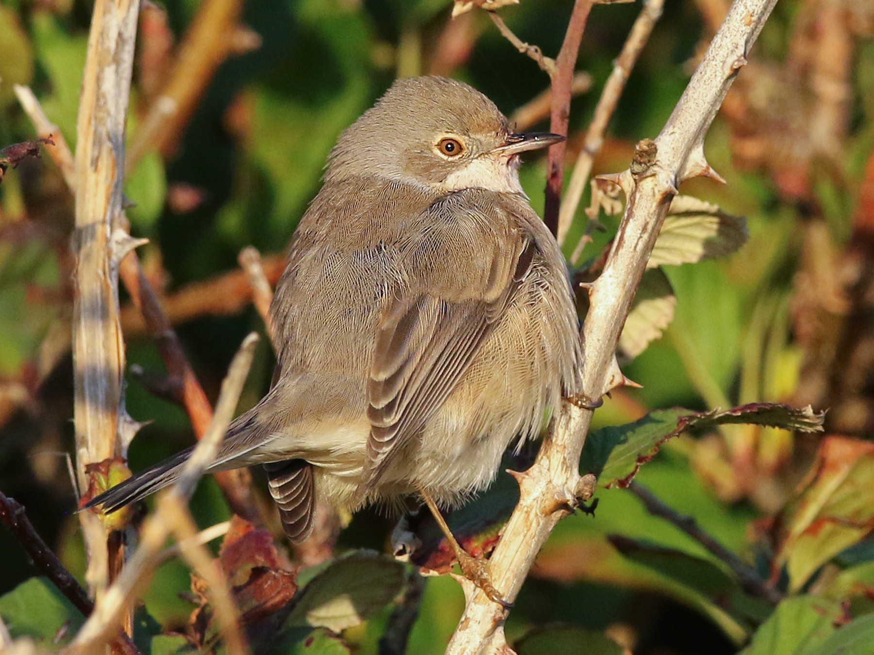Western Subalpine Warbler - eBird