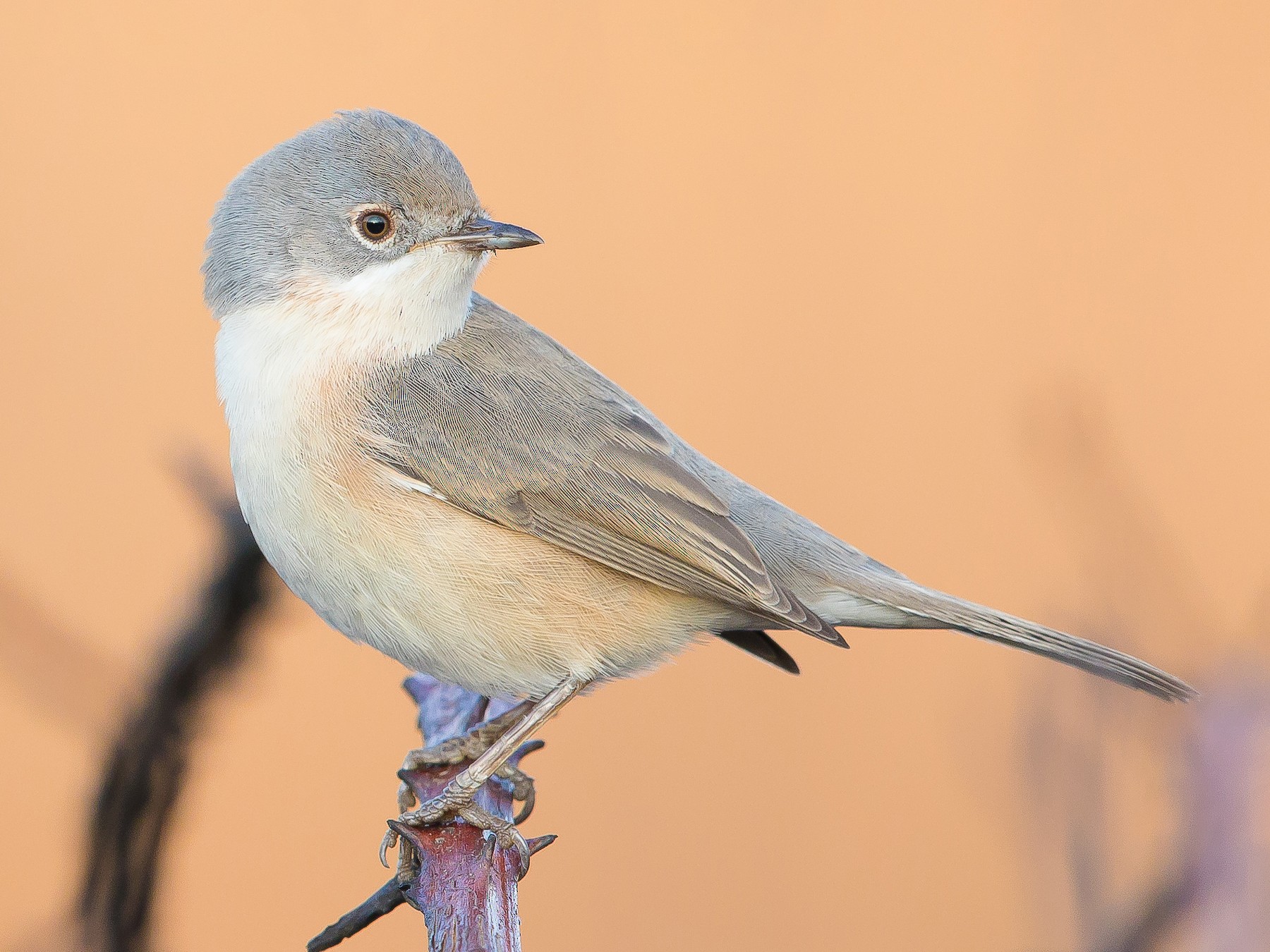 Western Subalpine Warbler - eBird