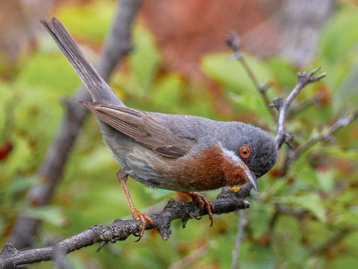 Eastern Subalpine Warbler - eBird