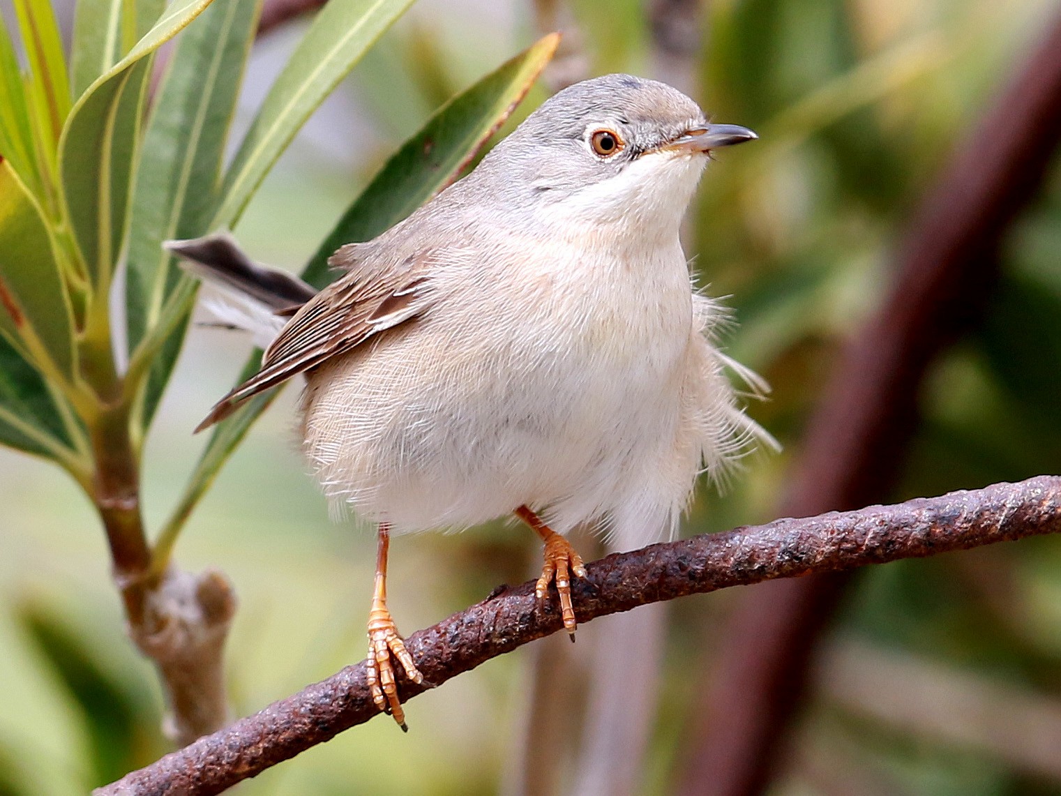 Eastern Subalpine Warbler - eBird