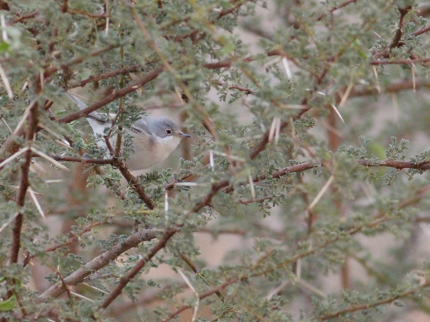 Eastern Subalpine Warbler - eBird
