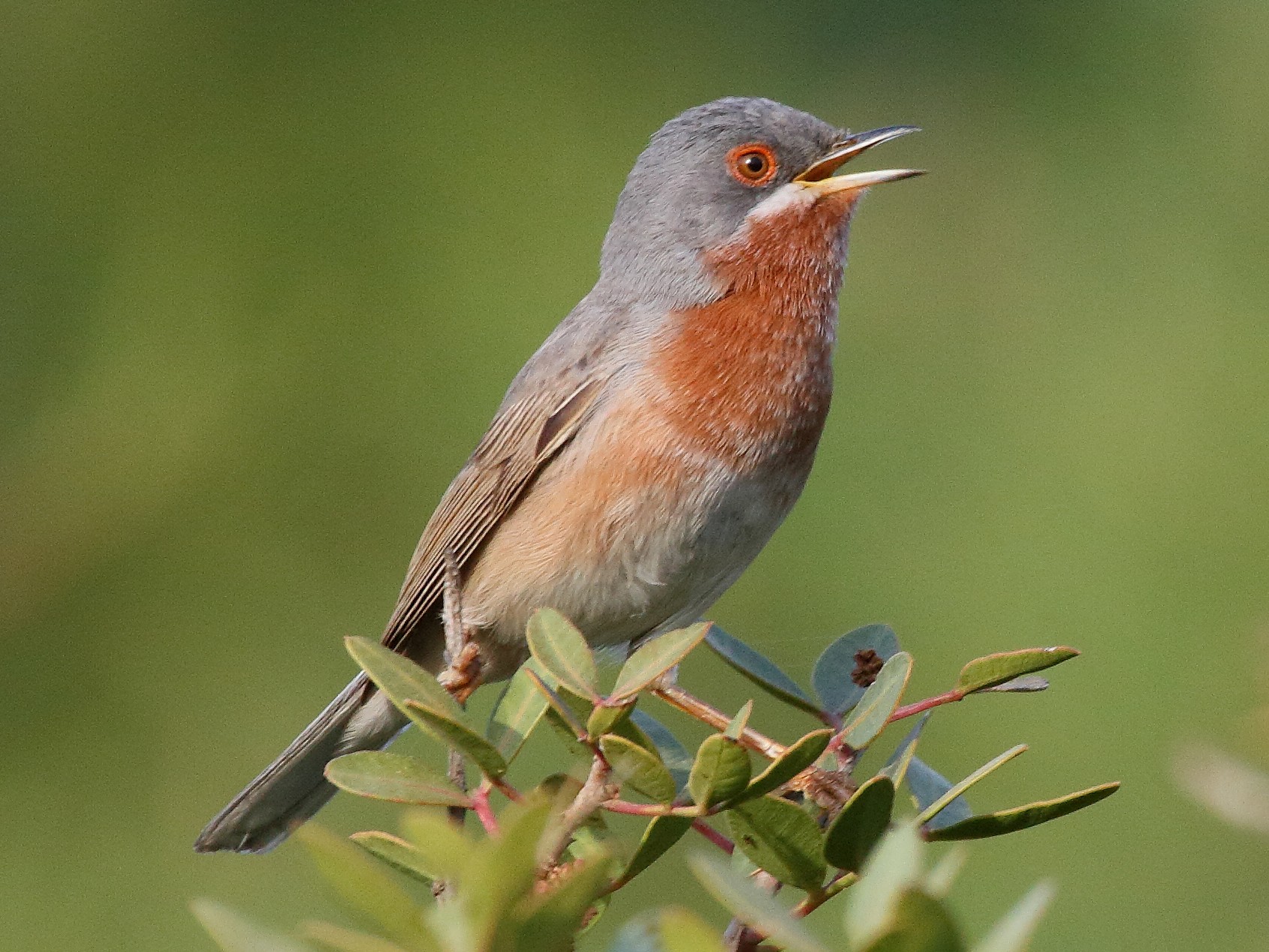 Eastern Subalpine Warbler - eBird