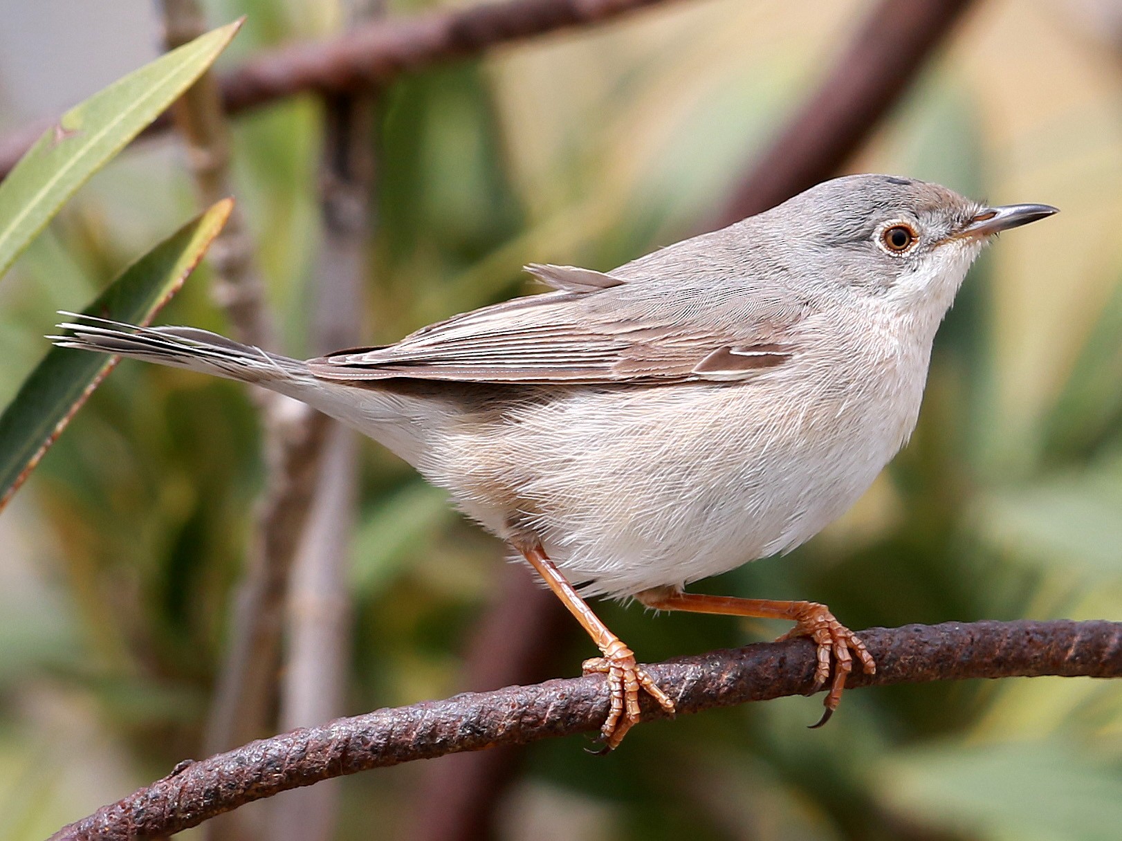 Eastern Subalpine Warbler - eBird