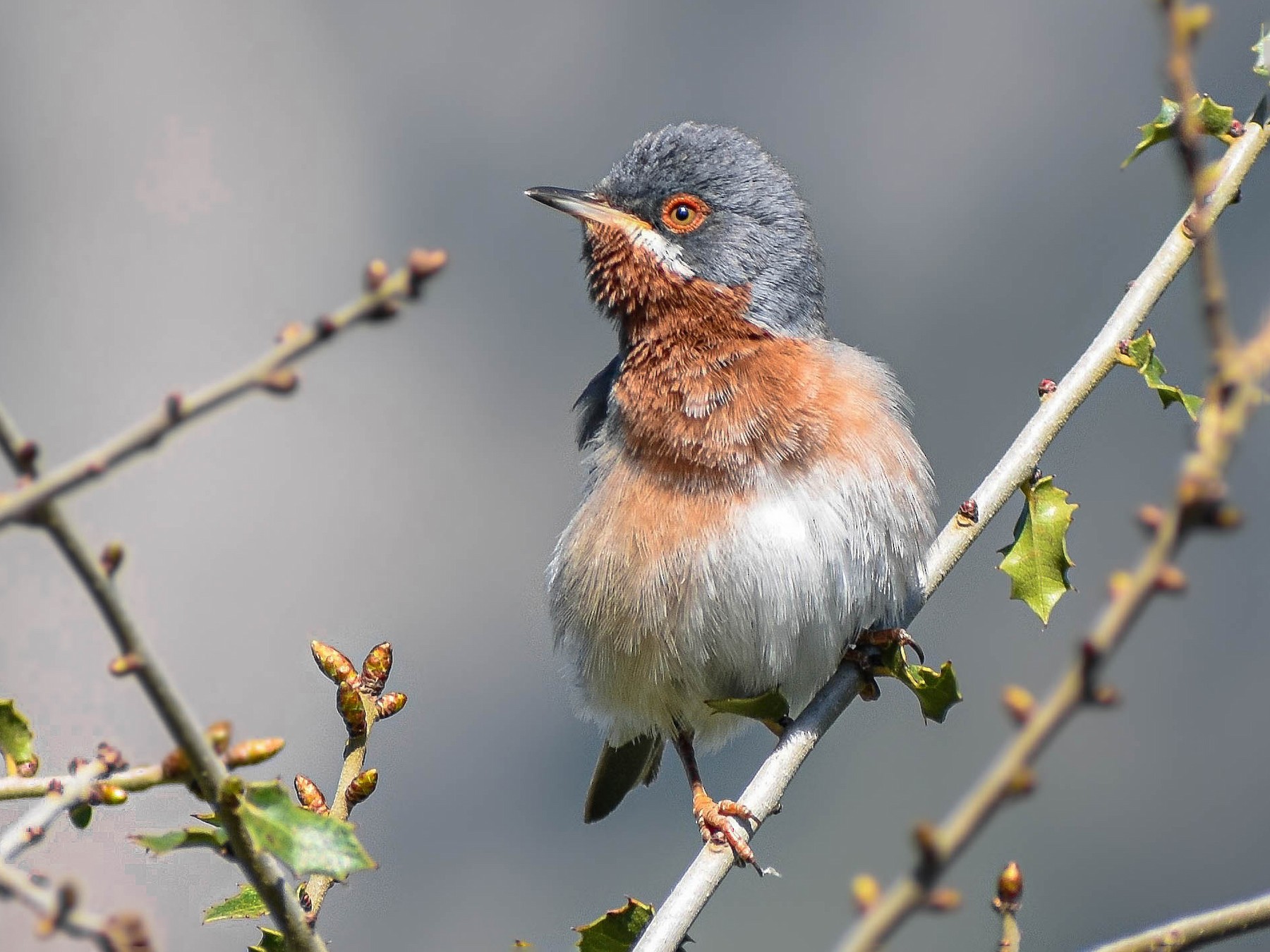 Eastern Subalpine Warbler - eBird