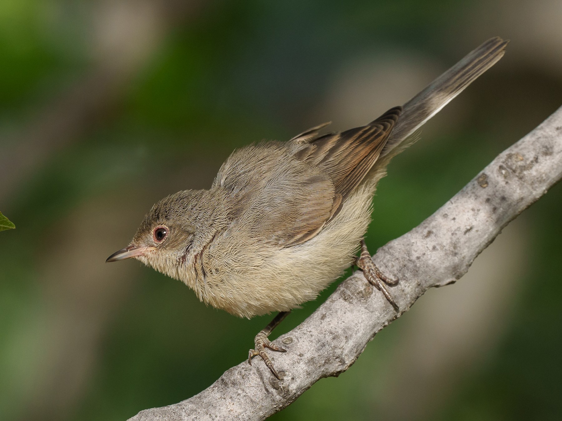 Eastern Subalpine Warbler - eBird
