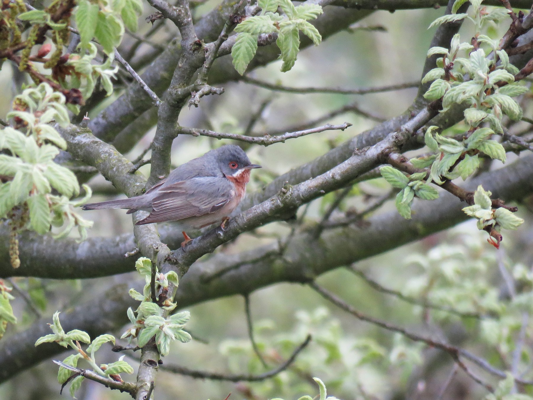 Eastern Subalpine Warbler - eBird