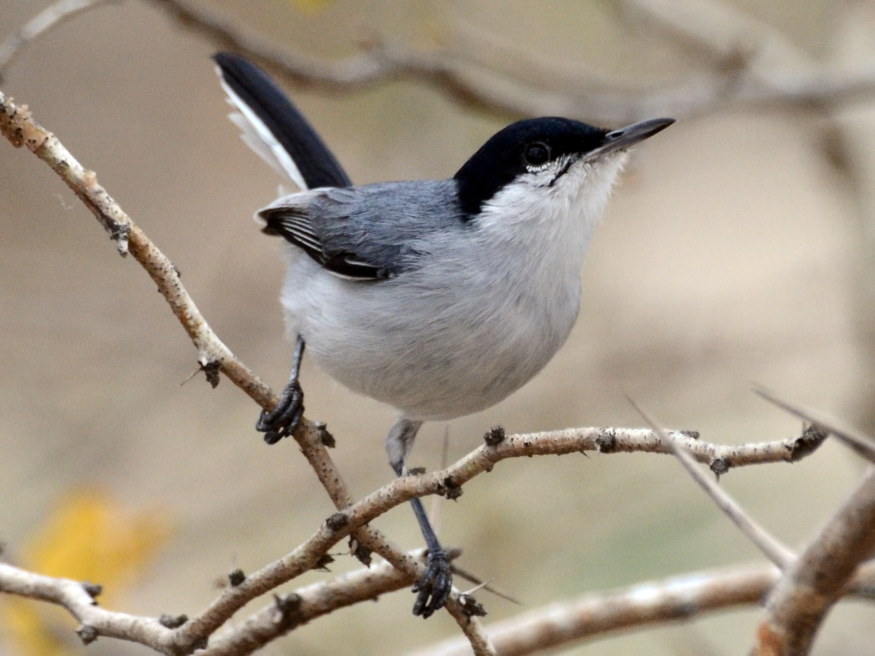 Tropical Gnatcatcher - eBird