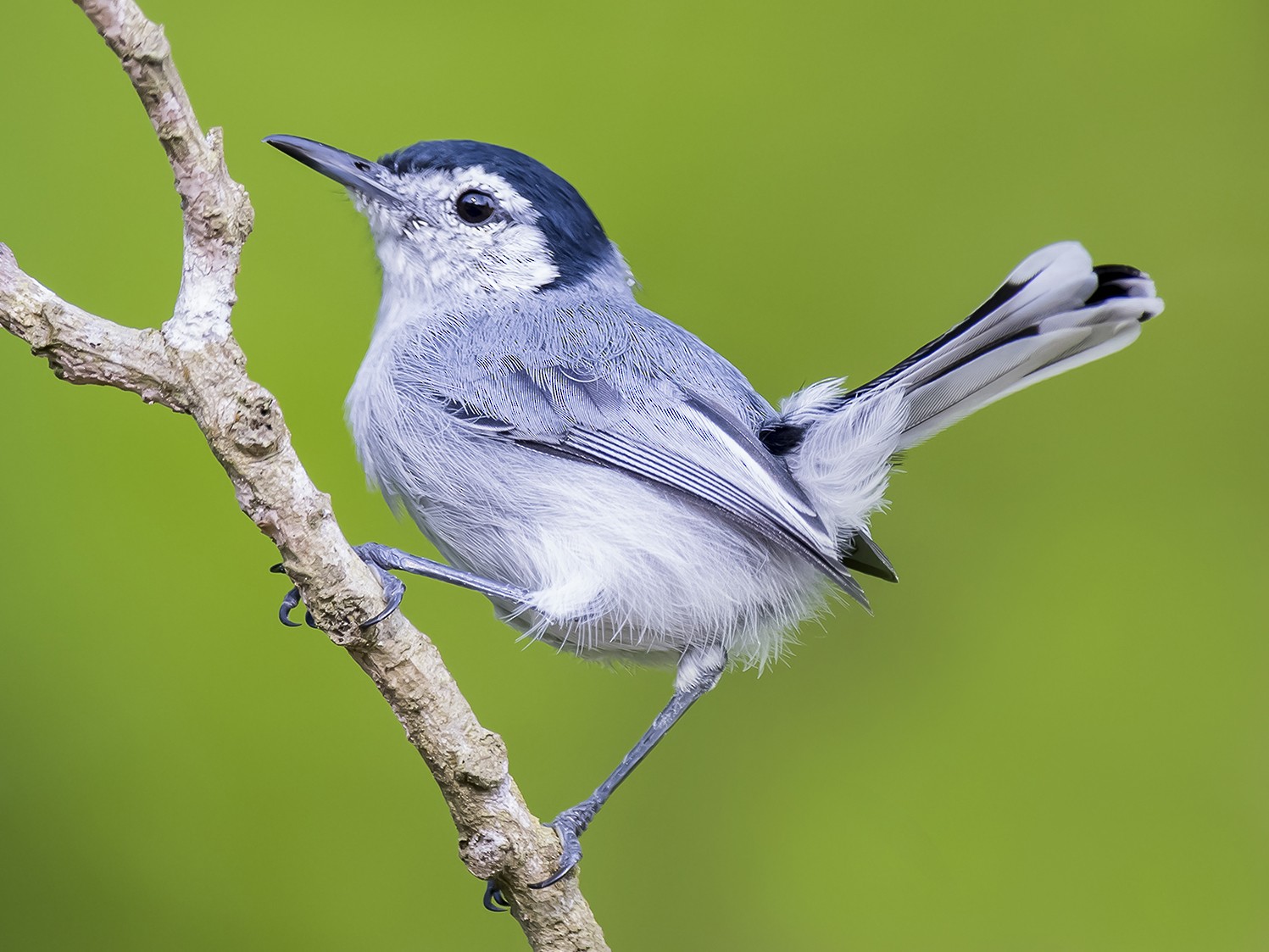 White-browed Gnatcatcher - eBird
