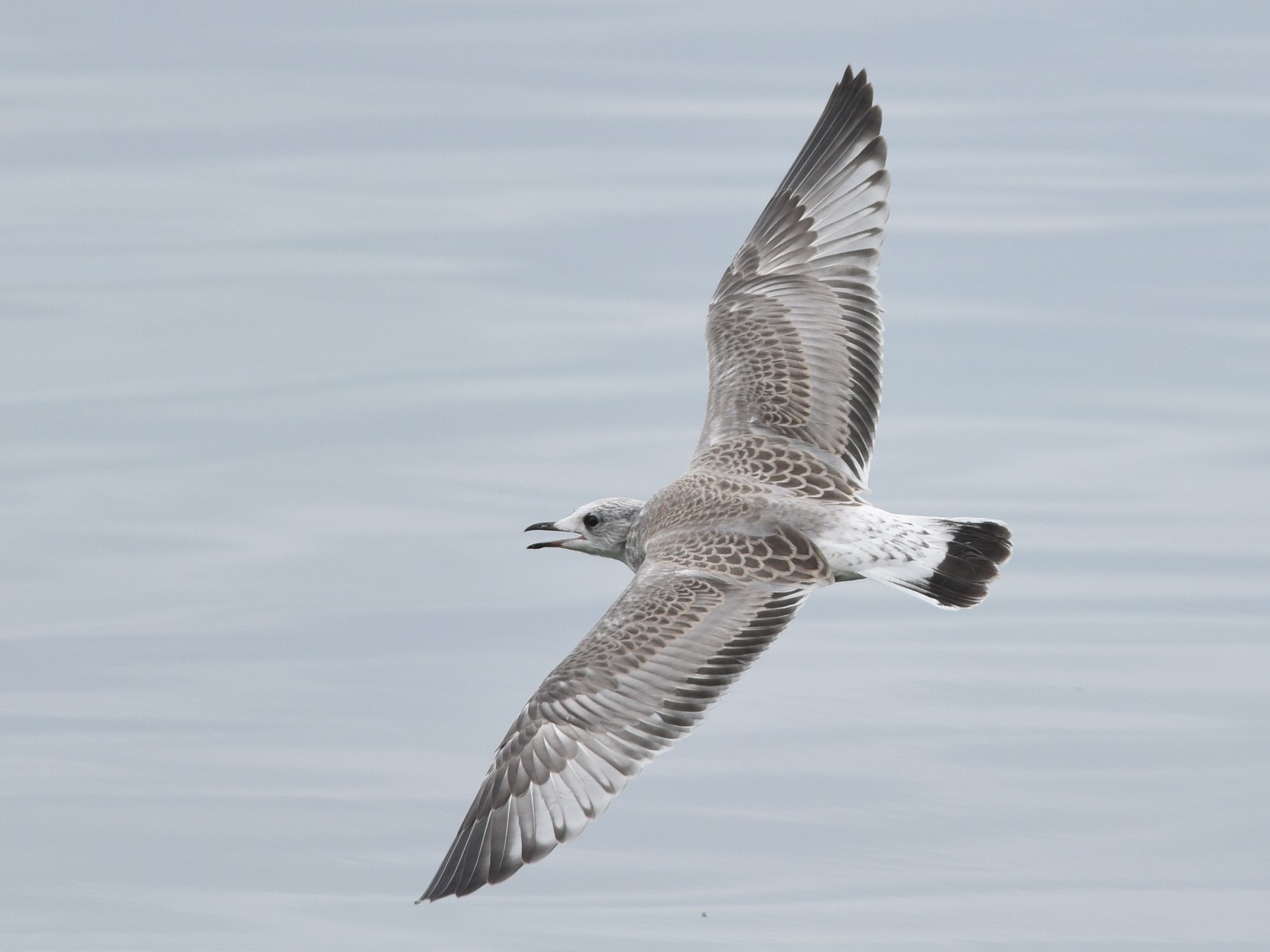 Common Gull - eBird