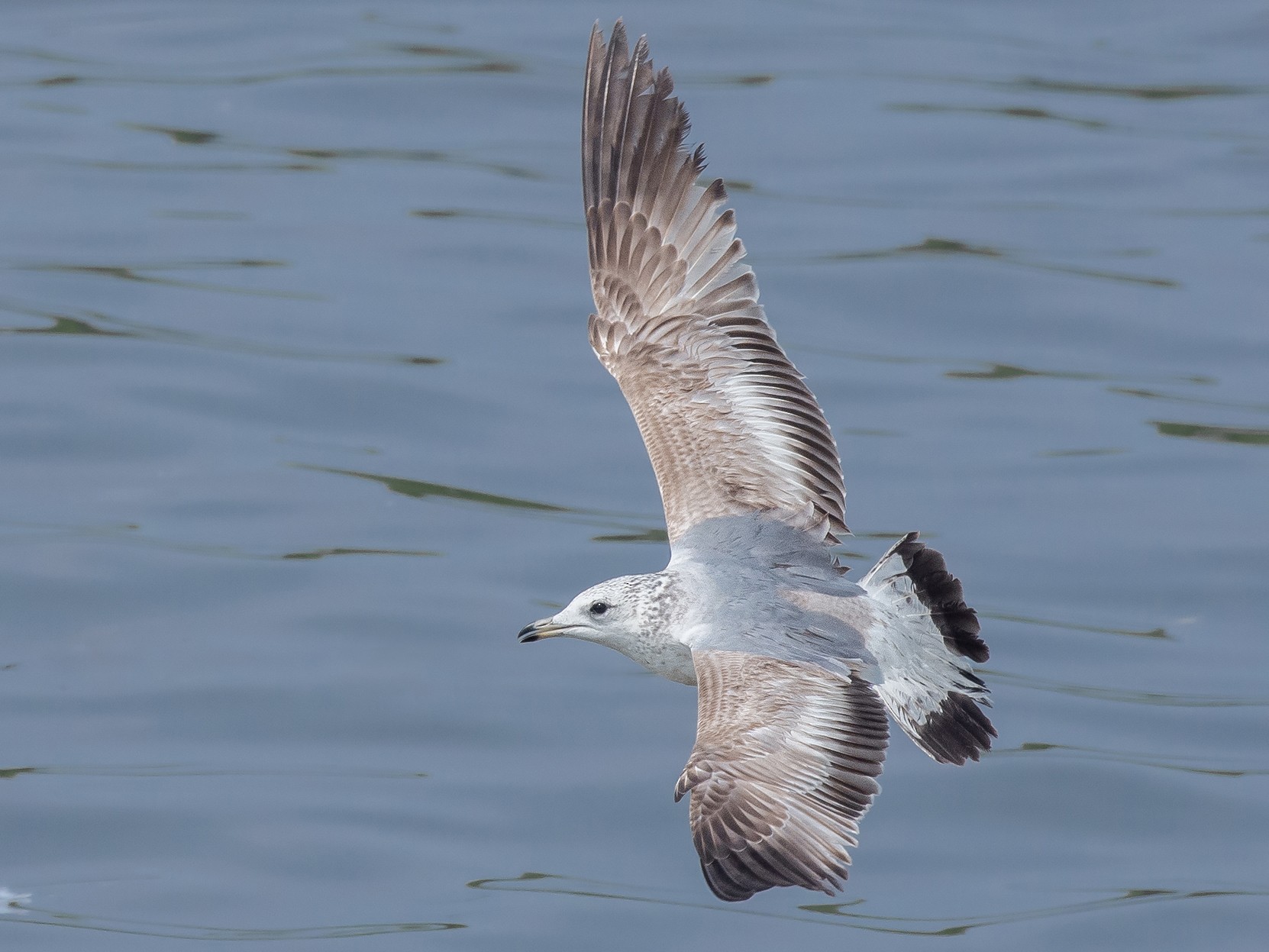 Common Gull - eBird