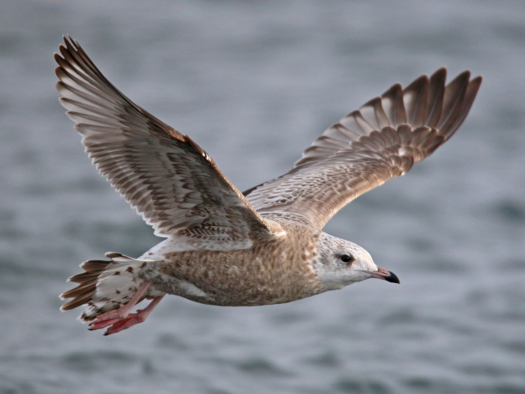 Common Gull - eBird