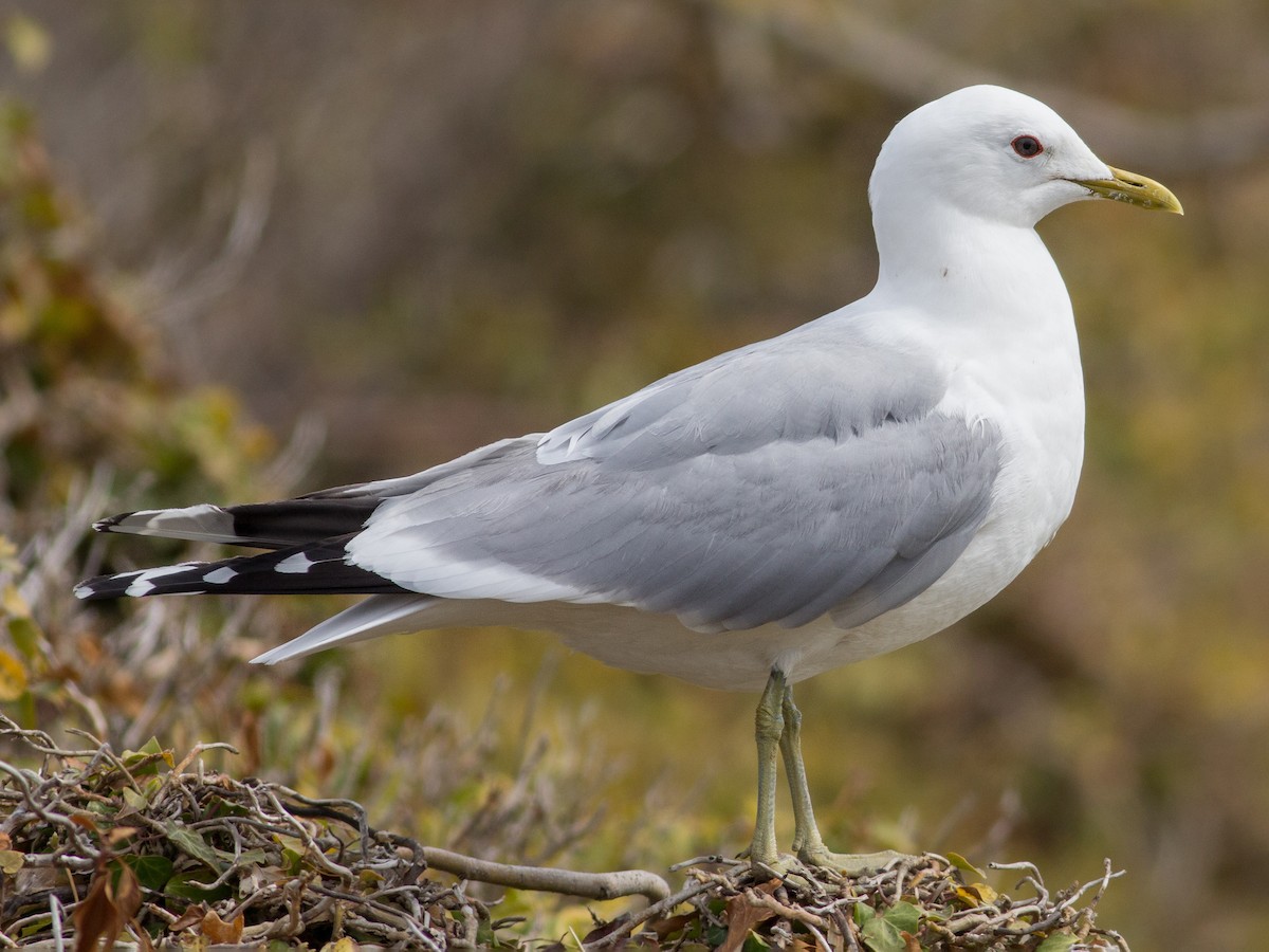 Common Gull - Larus canus - Birds of the World