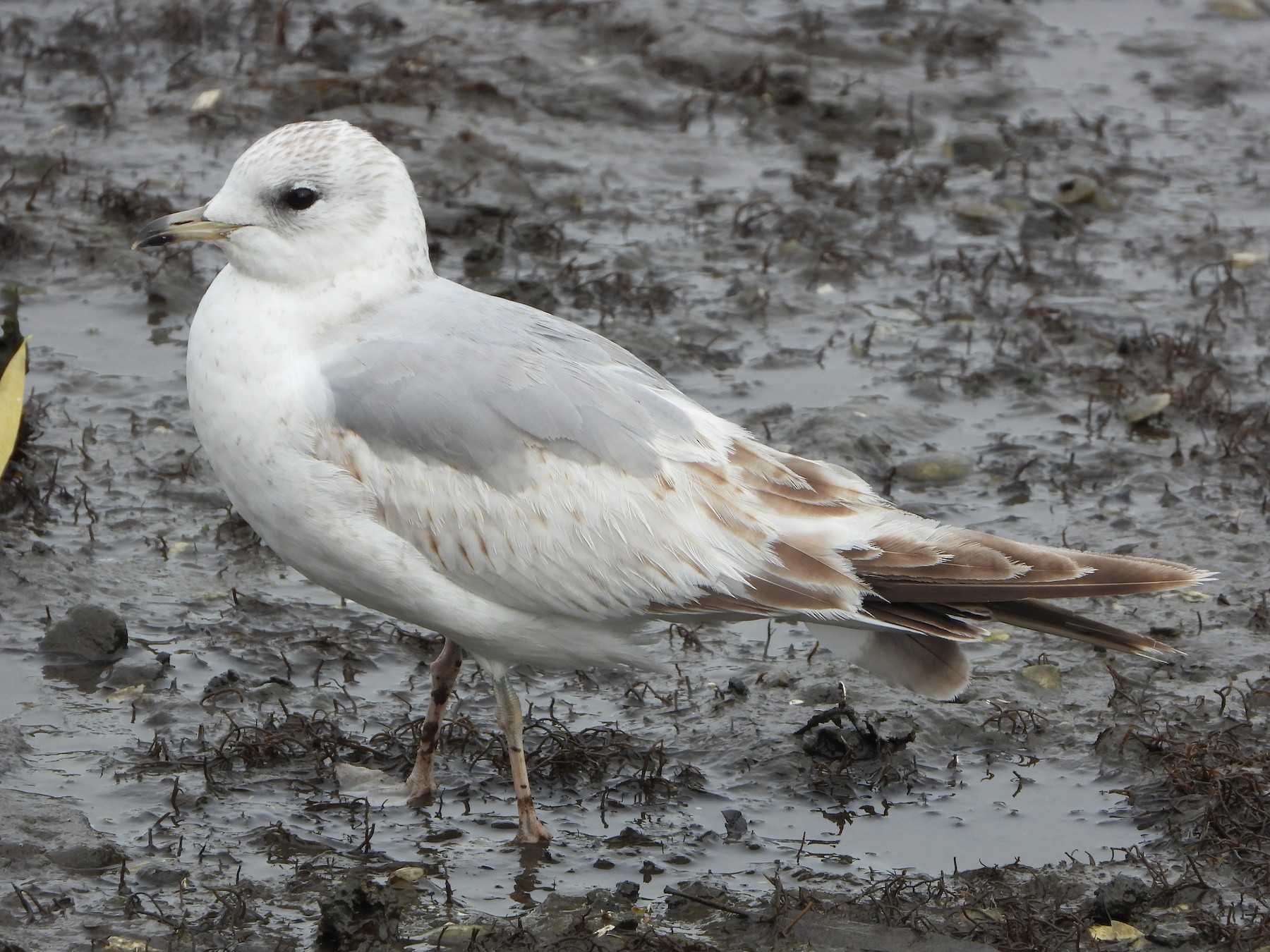 Common Gull - eBird