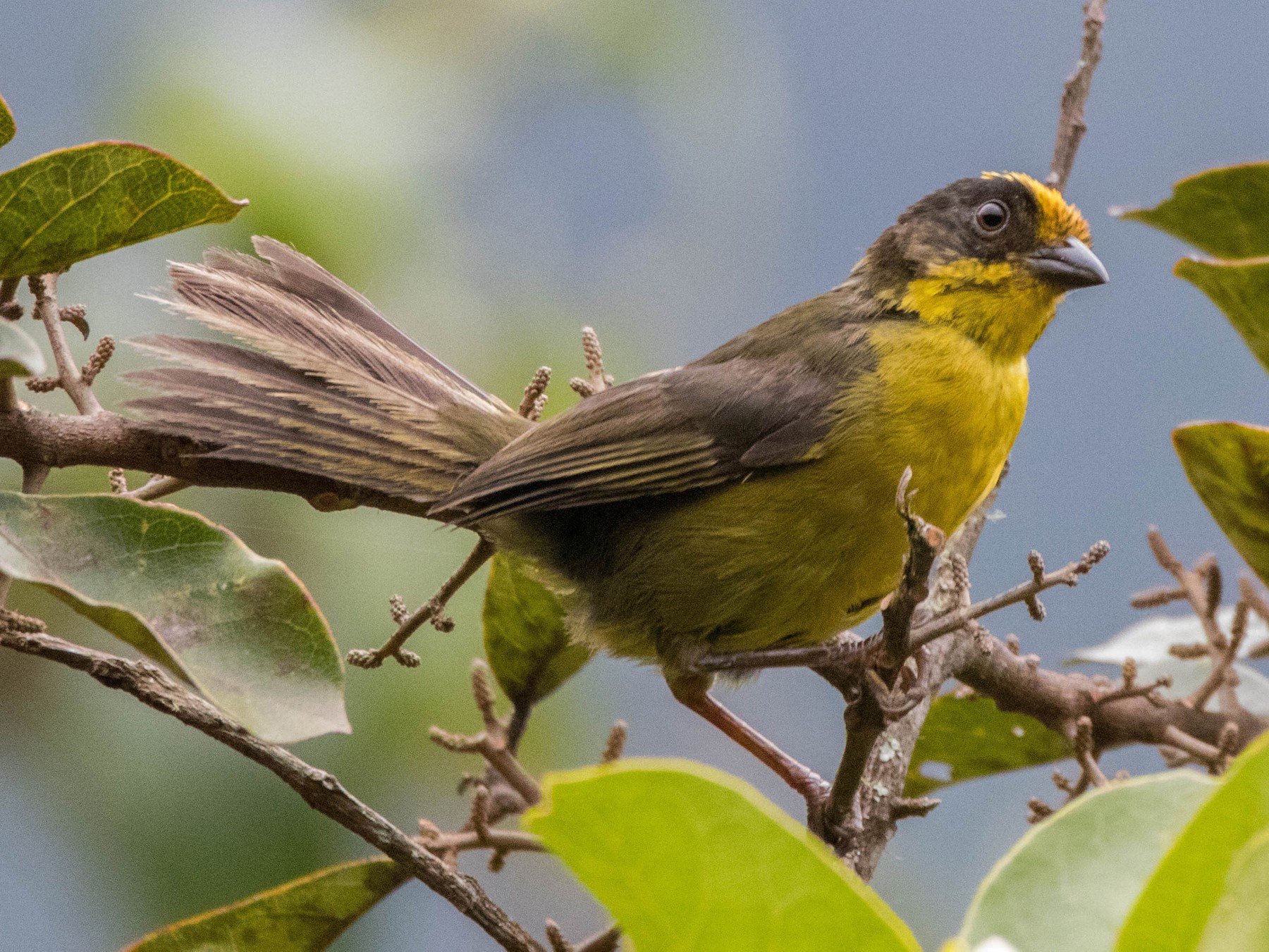 Tricolored Brushfinch - eBird