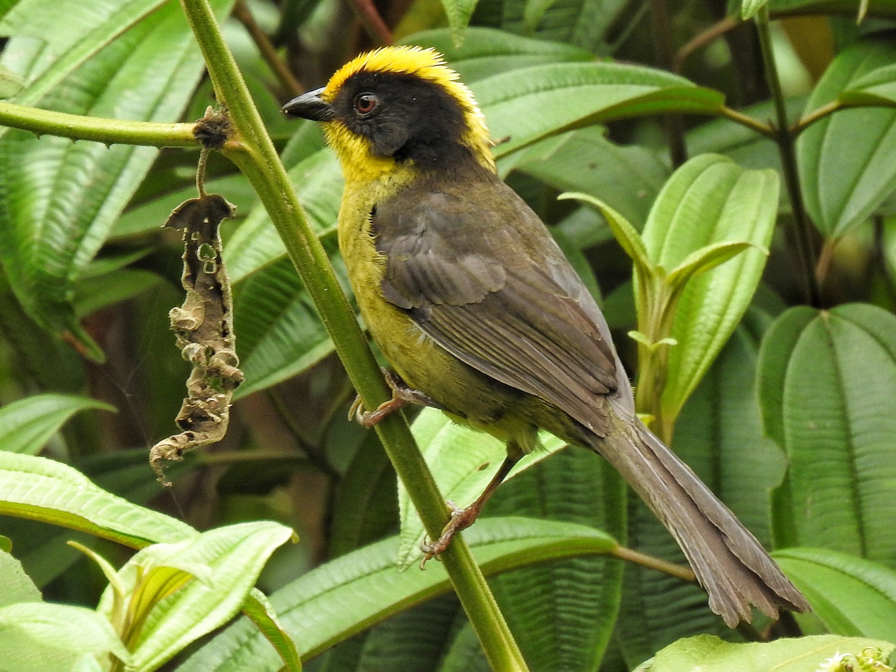 Tricolored Brushfinch - eBird