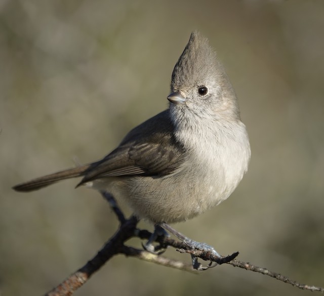 California Titmouse