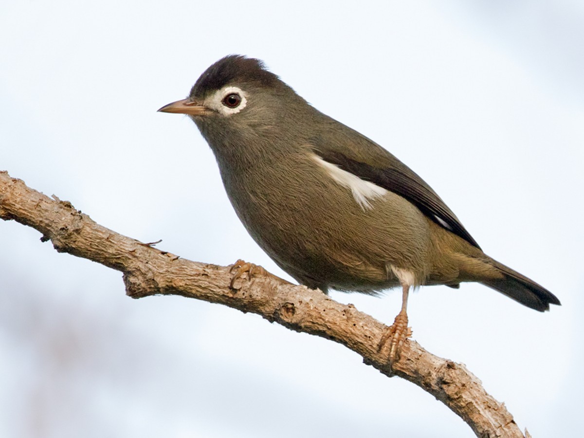 Black-capped Speirops - Zosterops lugubris - Birds of the World
