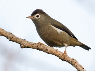 Black-capped Speirops - Zosterops lugubris - Birds of the World