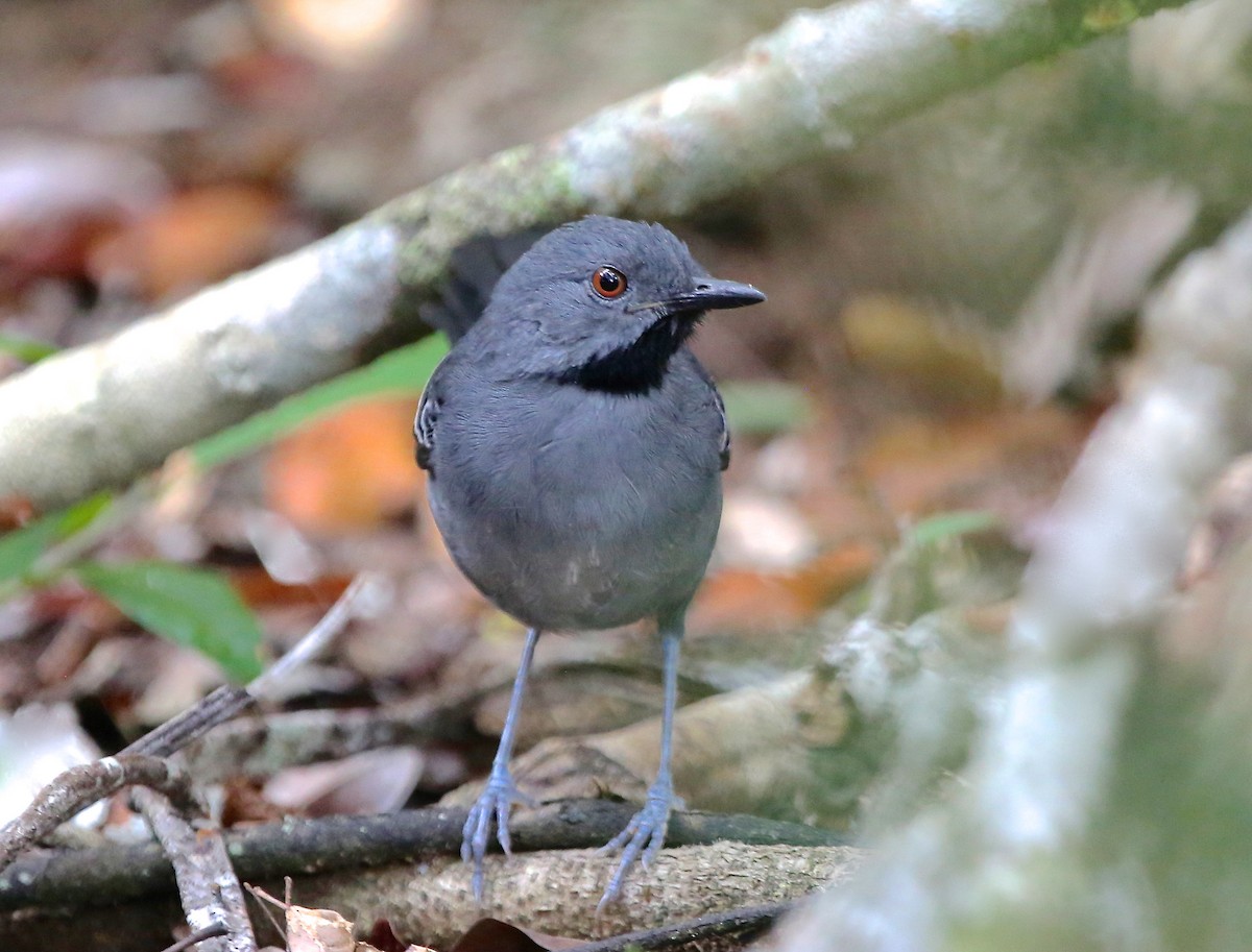 Slender Antbird - Rhopornis ardesiacus - Birds of the World