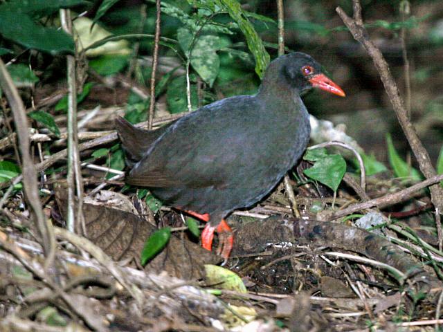Calayan Rail - eBird