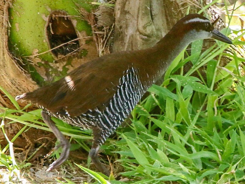 Guam Rail - eBird